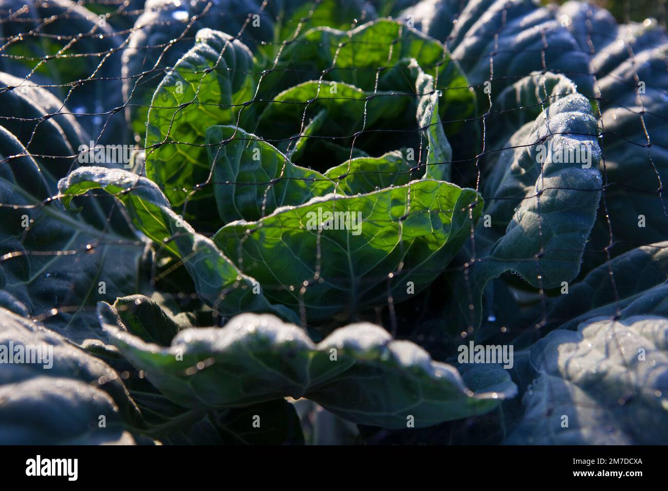 Netting brassica hi-res stock photography and images - Alamy