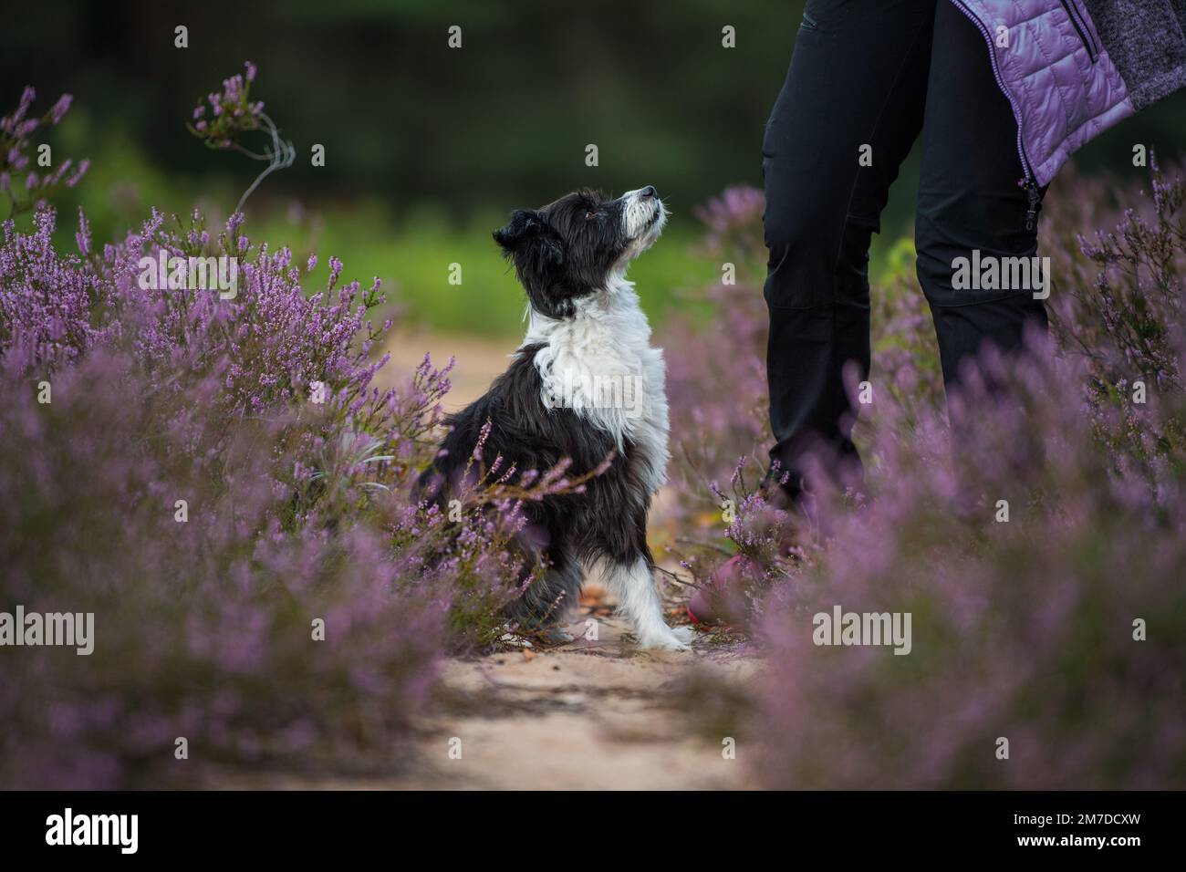Cute dog in heather landscape Stock Photo - Alamy