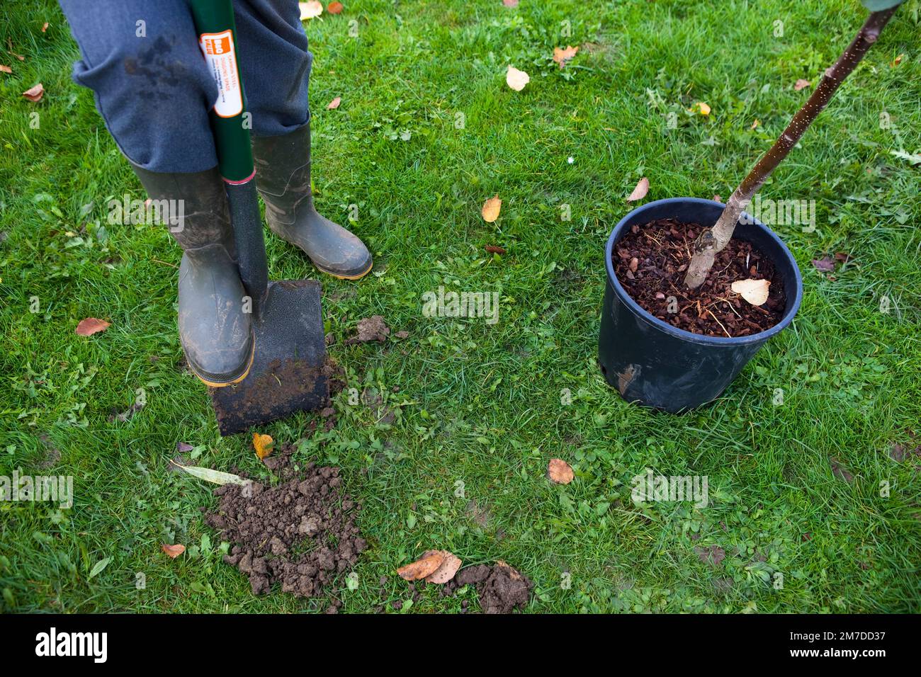 A person planting a young tree sapling Stock Photo - Alamy