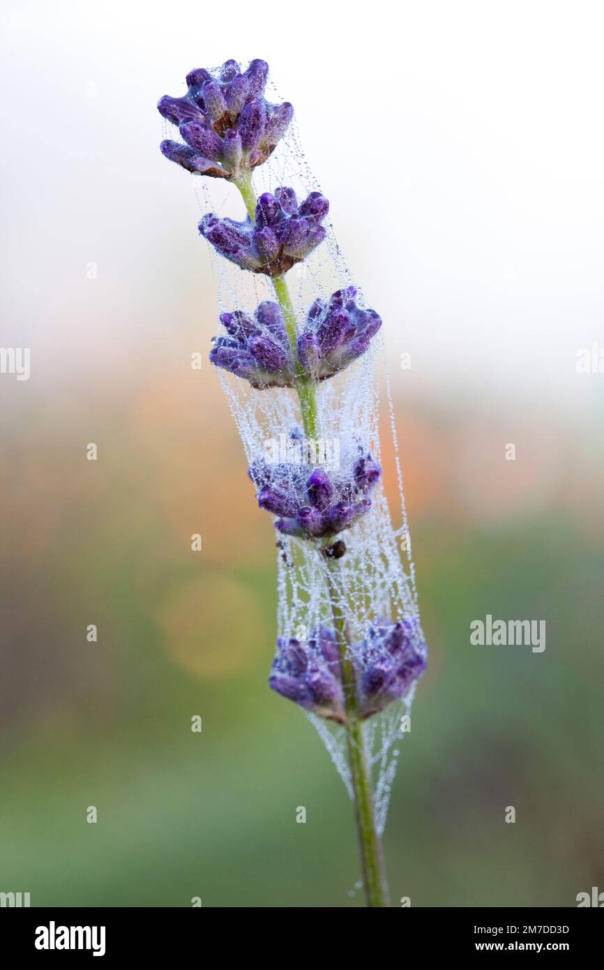 Single lavender flower hi-res stock photography and images - Alamy