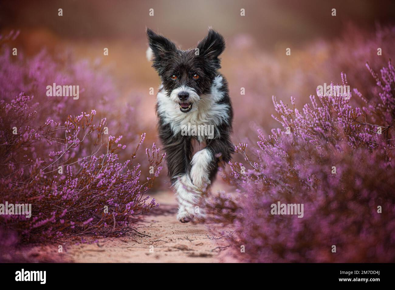 Cute dog in heather landscape Stock Photo - Alamy