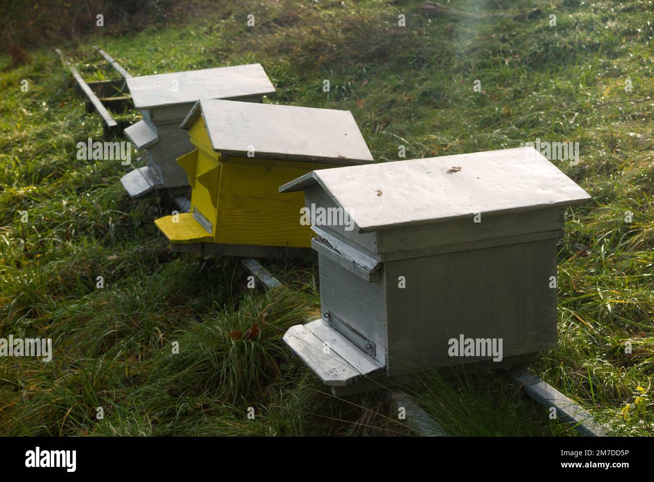 Country field with bee hive, in the winter months. Beekeeping / bee ...