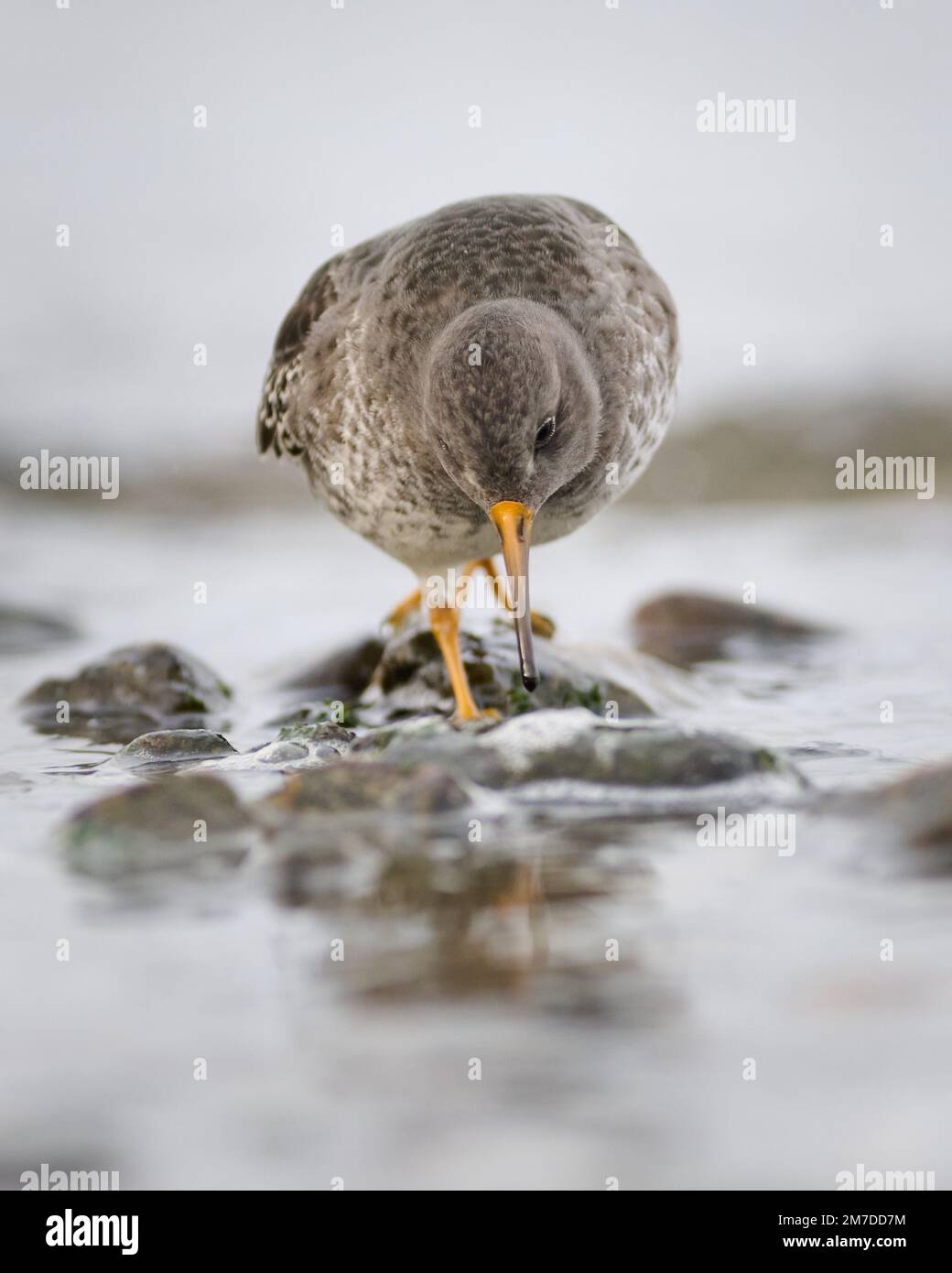 Piper bird hi-res stock photography and images - Alamy