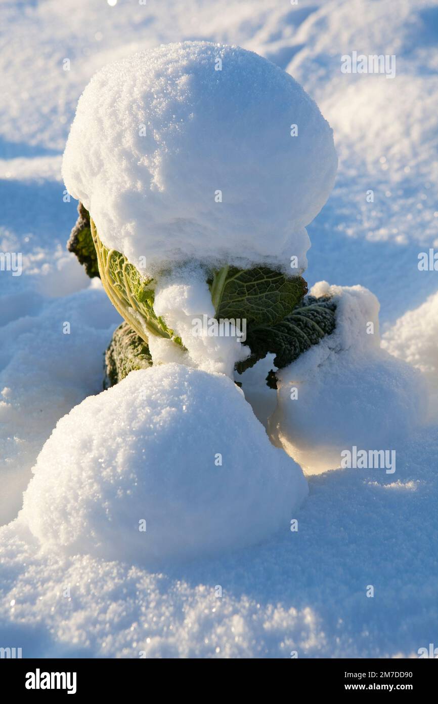 Cabbage in the snow hi-res stock photography and images - Alamy