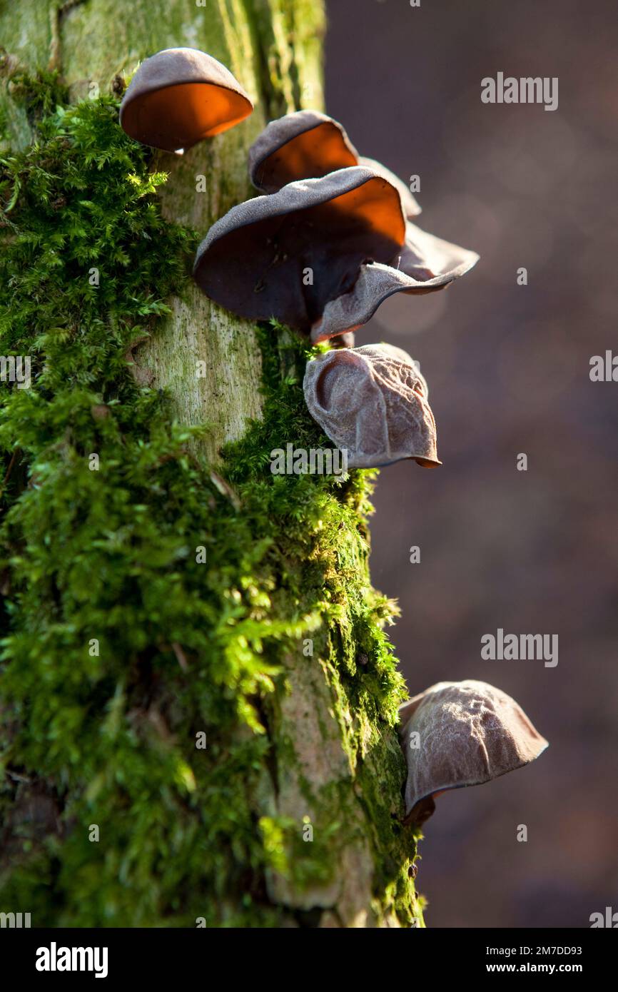 An "ear" shaped fungus growing on the side of an old tree in the winter ...