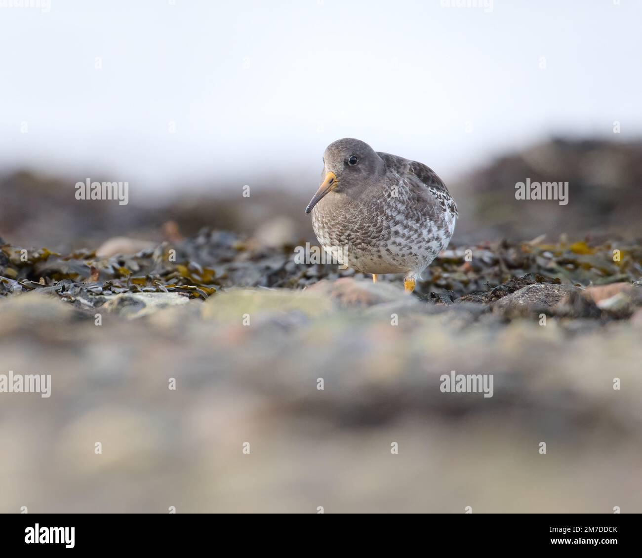 A closeup shot of sea sand piper bird looking for food on the rocky ...