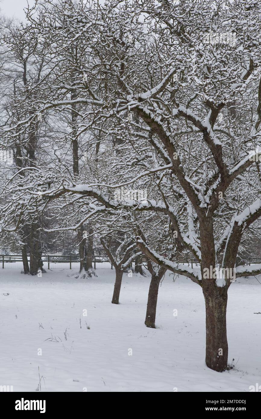 Trees covered in a heavy coating of snow during the winter in the UK ...