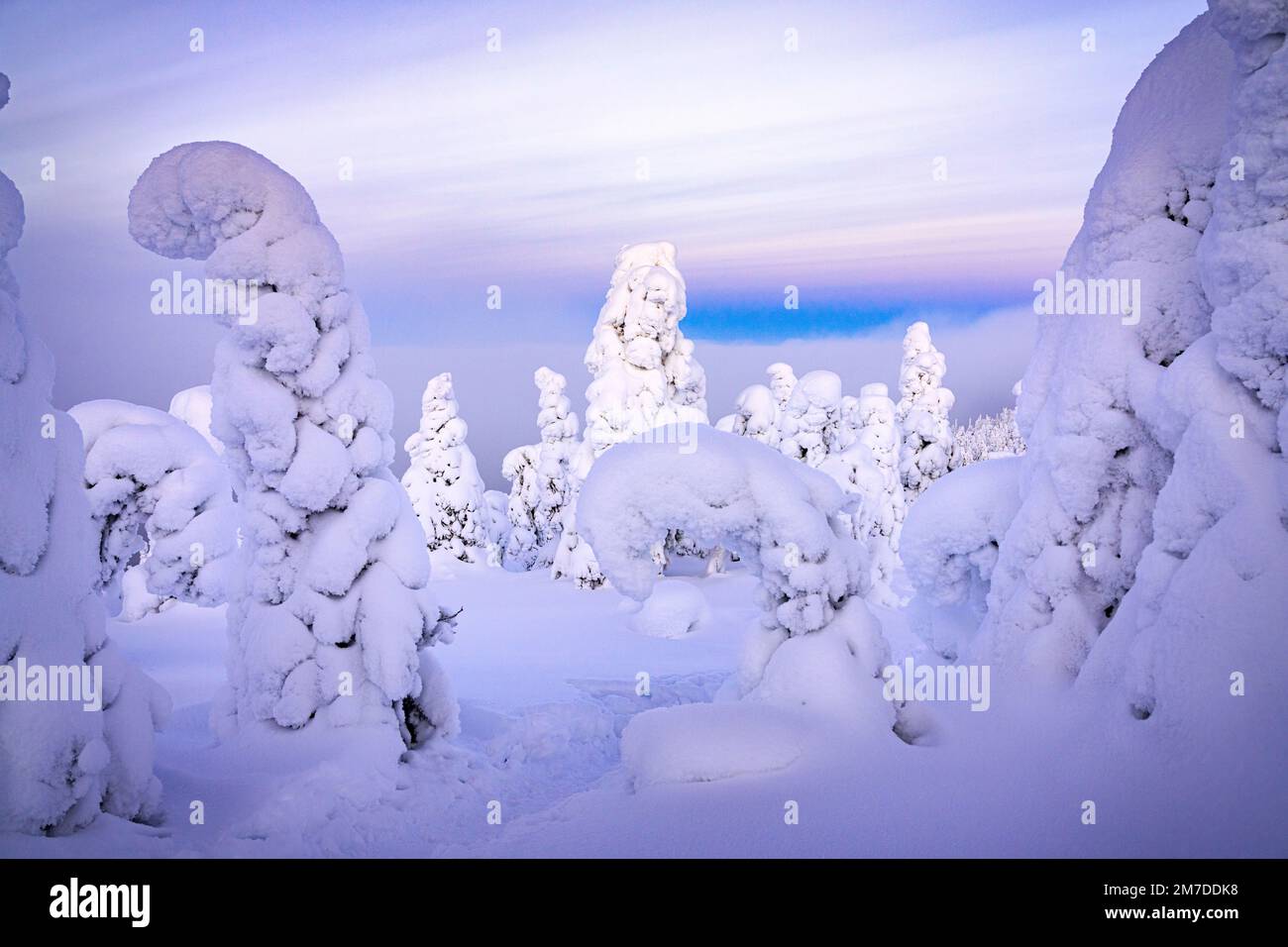 Ice sculptures In the snowy arctic landscape, Oulanka National Park ...