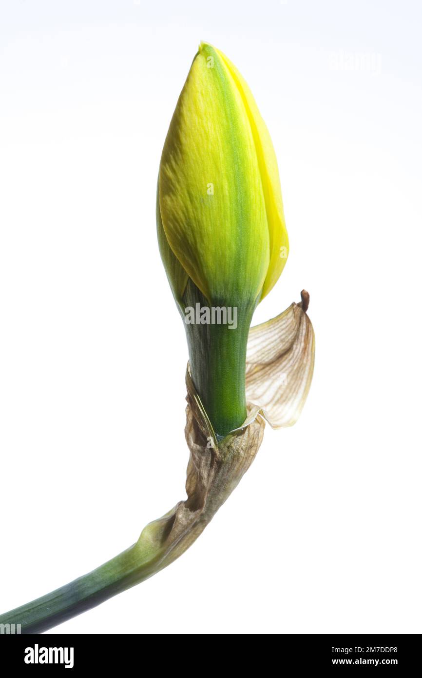 Detail of the still to open flower head of a garden daffodil Stock ...