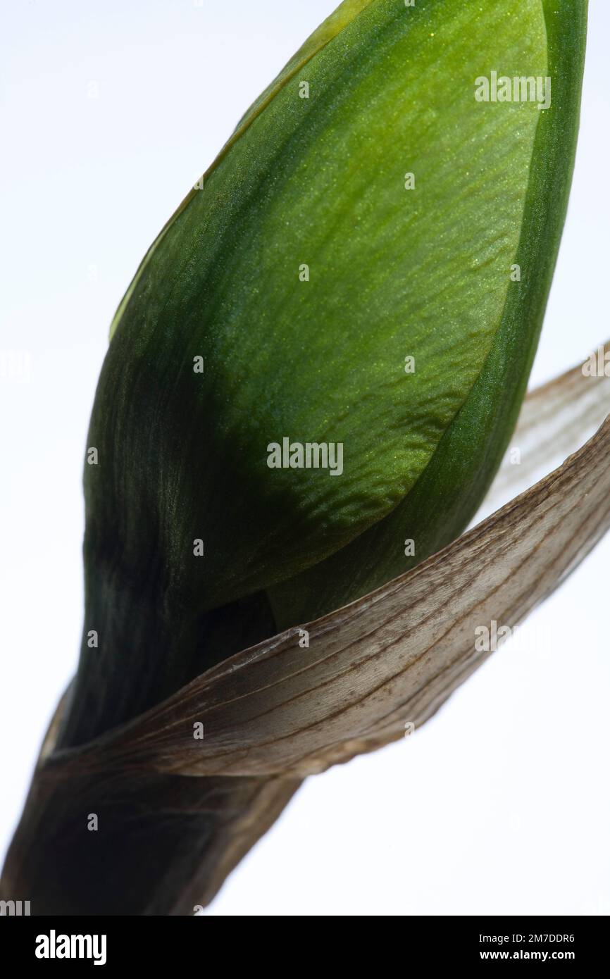 Detail of the still to open flower head of a garden daffodil Stock ...