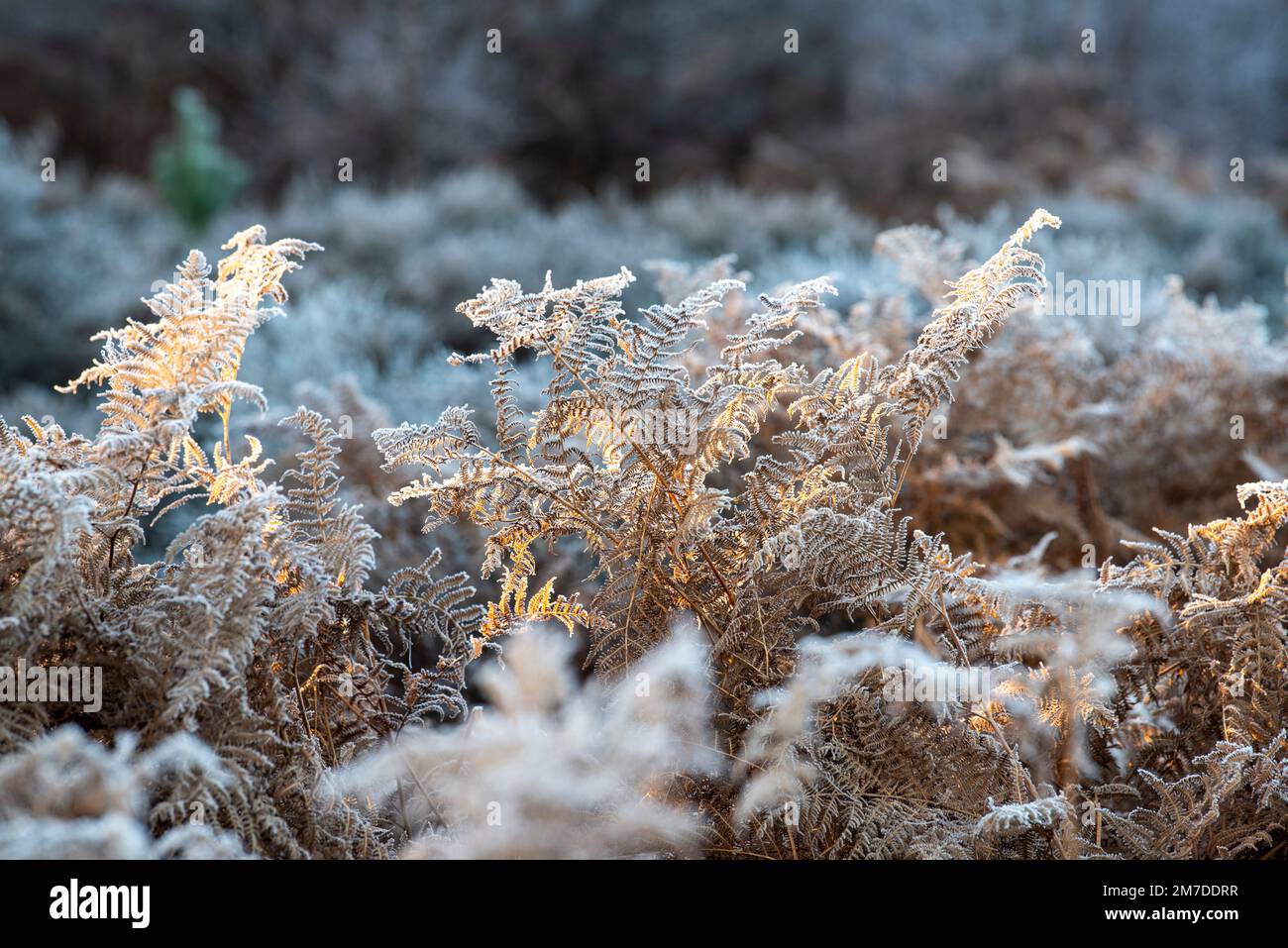 Frosty frozen morning at RSPB Budby South Forest, Sherwood Forest ...