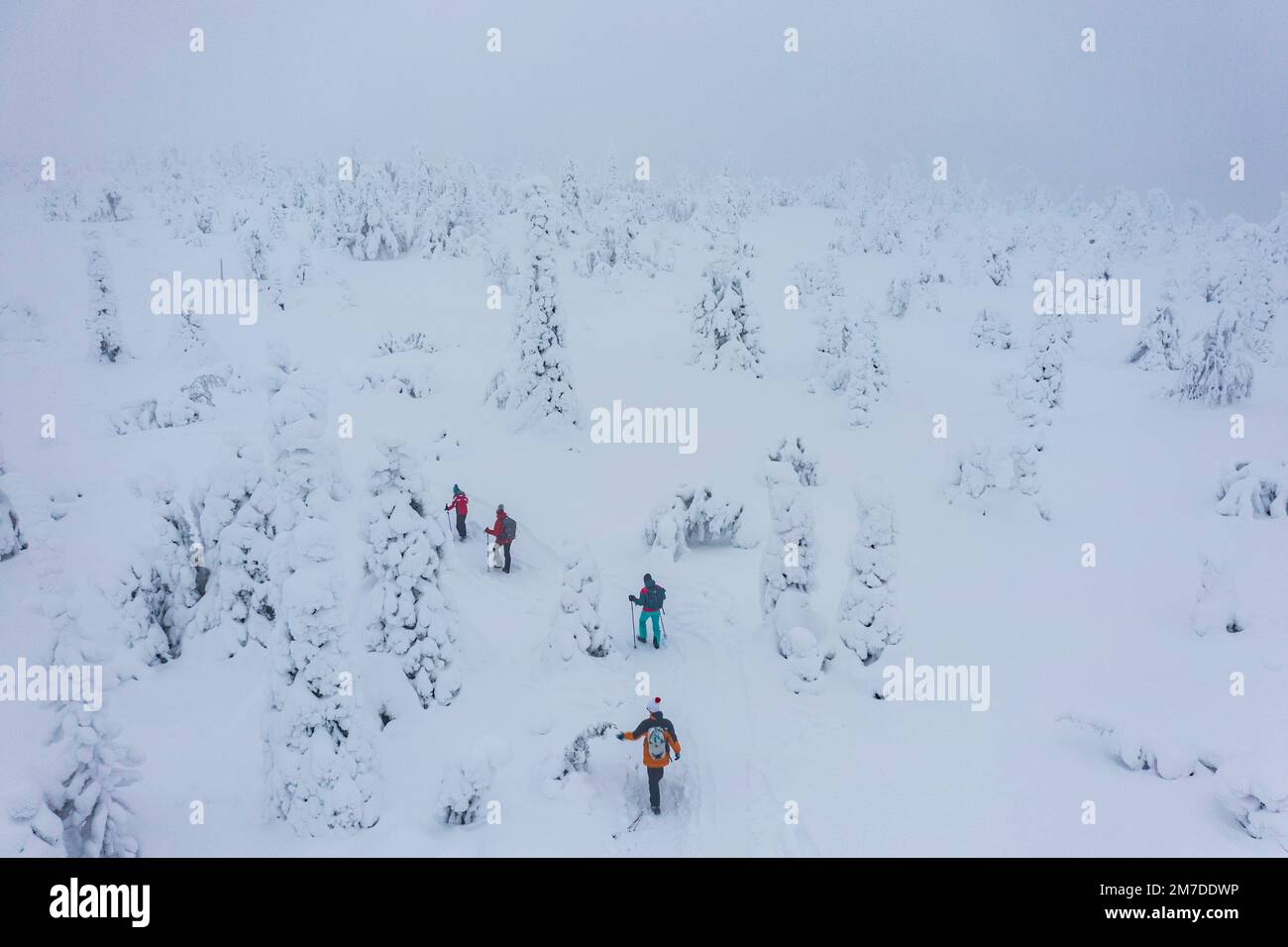Family walking in fog on a winter trail in the snowy landscape of ...