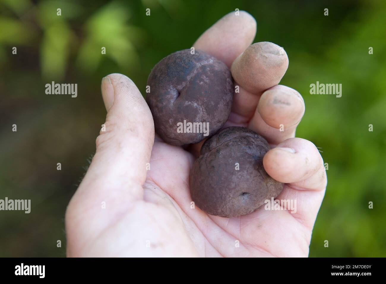 Fungus cake hi-res stock photography and images - Alamy