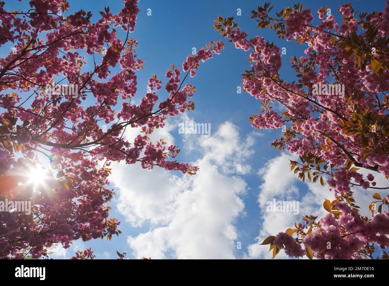 Masses of pink blossom on cherry trees glows under blue skies in the ...