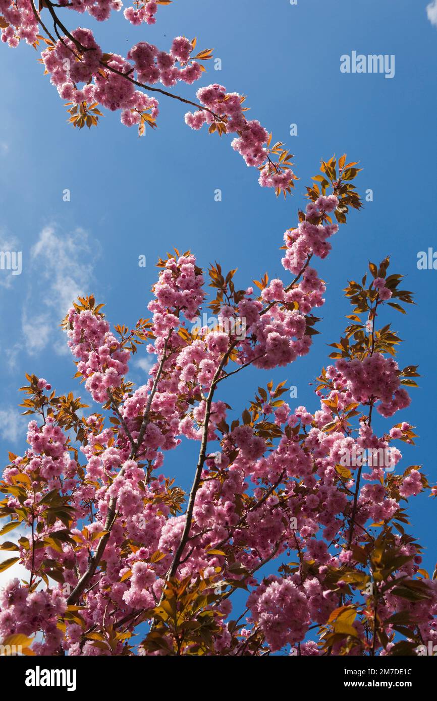Masses of pink blossom on cherry trees glows under blue skies in the ...