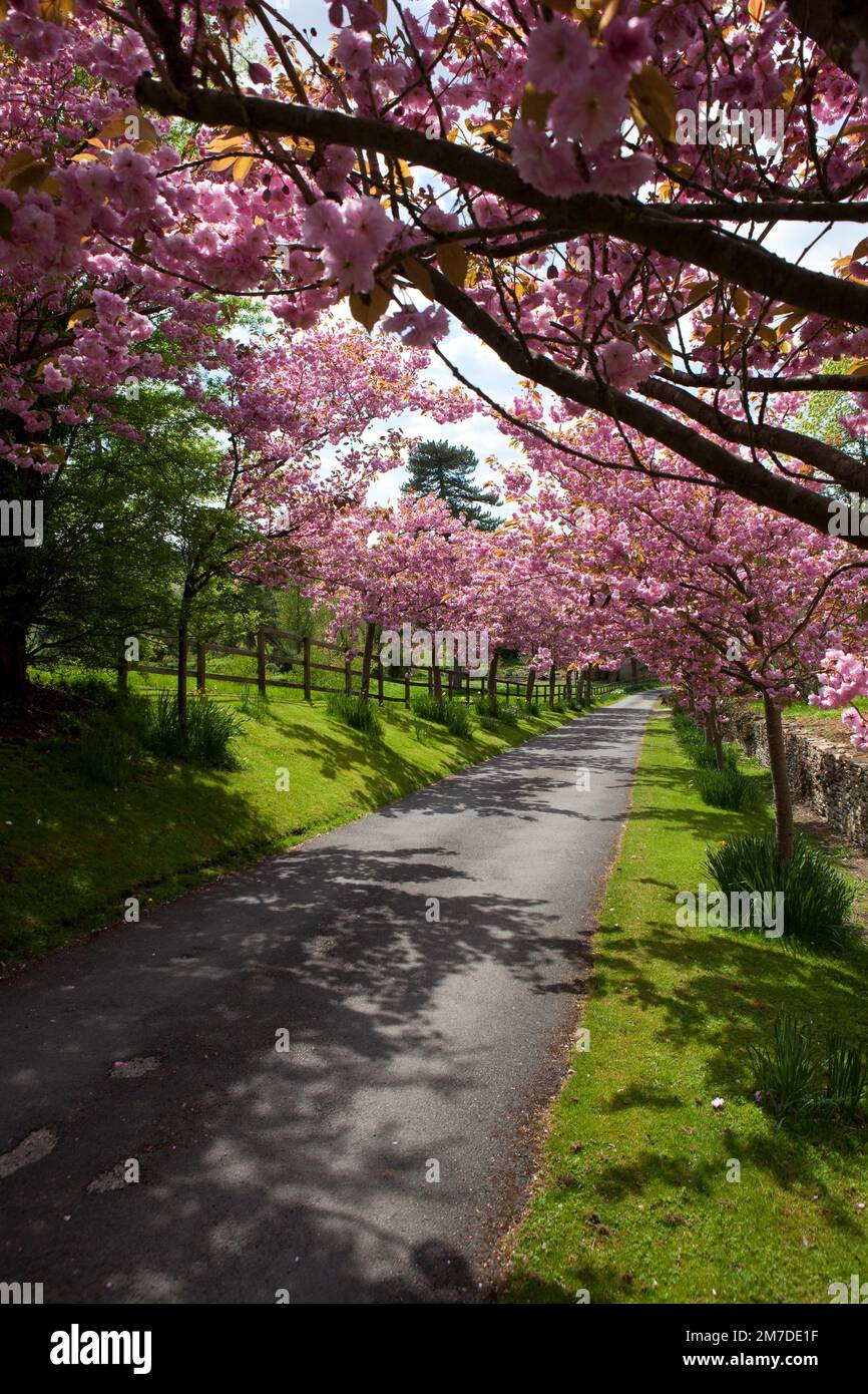 Pink cherry blossom trees line hi-res stock photography and images - Alamy