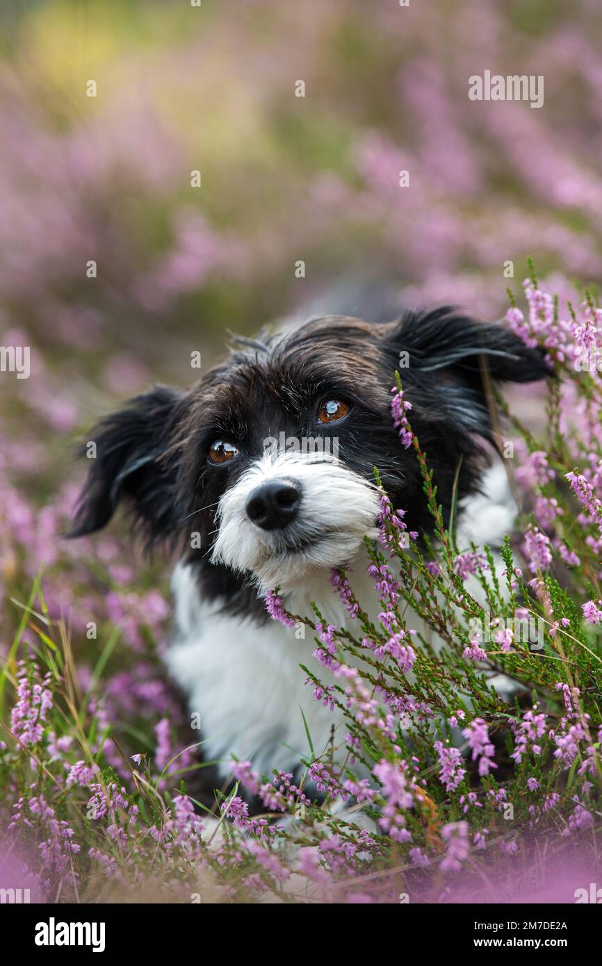 Cute dog in heather landscape Stock Photo - Alamy