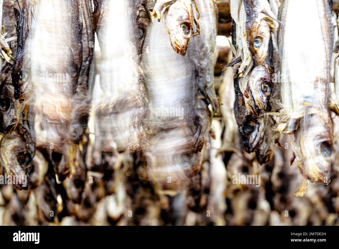 Close up details of haddock fish hanging to dry, Lofoten islands ...