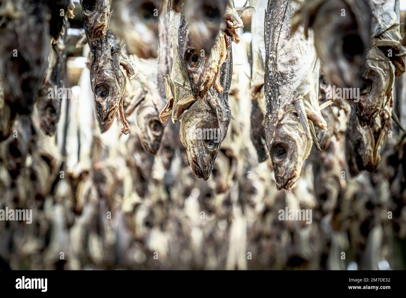Heads of dried fish hanging at Lofoten islands, Norway Stock Photo - Alamy