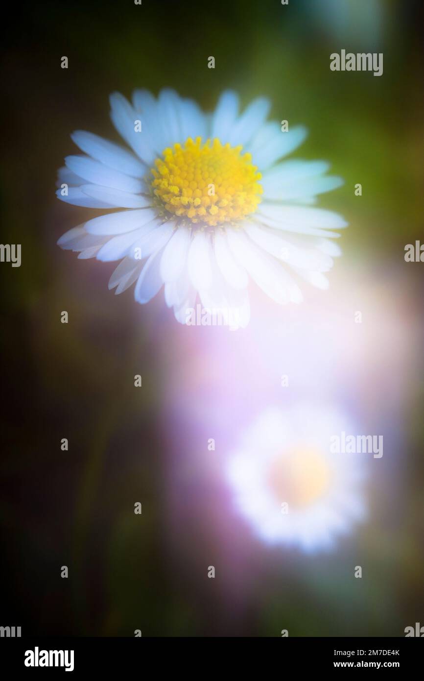 Close up picture of a typical daisy flower found all over the british ...