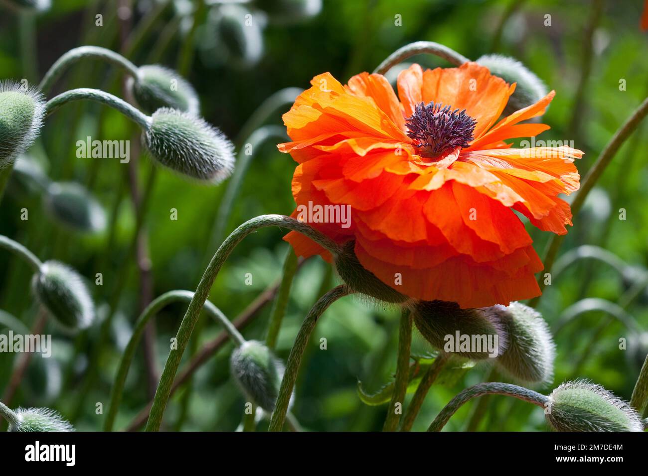 Detail of a large fancy single poppy flower in deep orange and red ...