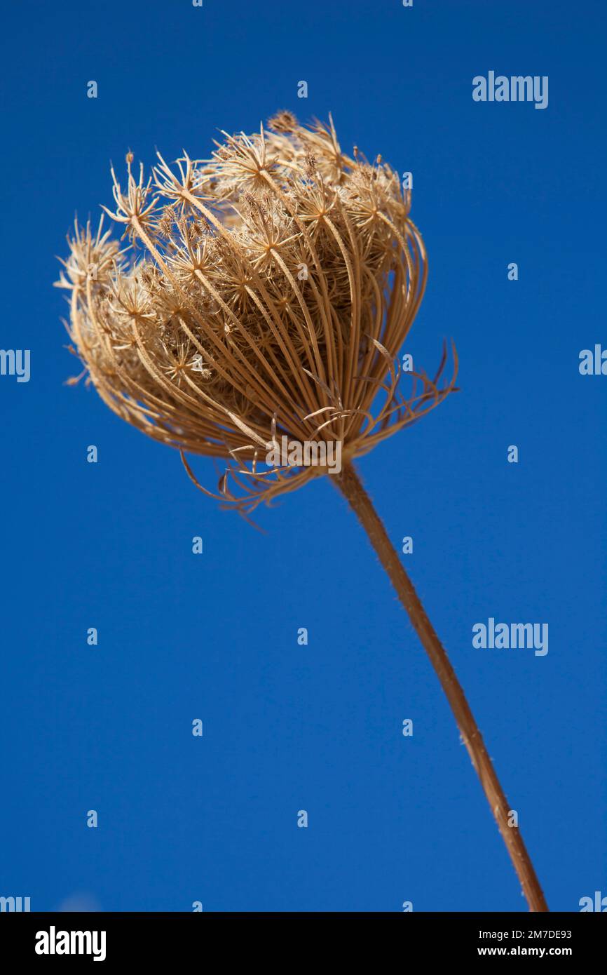 Withered cactus hi-res stock photography and images - Alamy