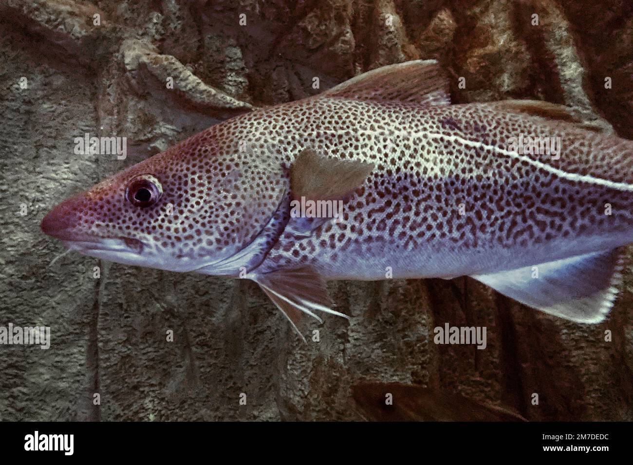 FILE - An Atlantic cod swims in an aquarium at the Musee du Fjord in ...
