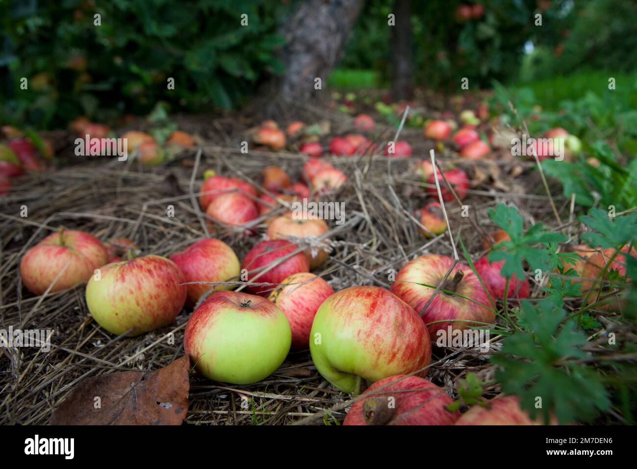 Cider apples on the trees and laying on the ground as wind falls in an ...