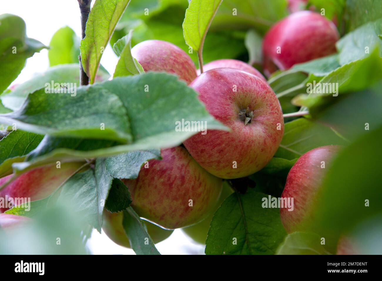 Hereford cider hi-res stock photography and images - Alamy