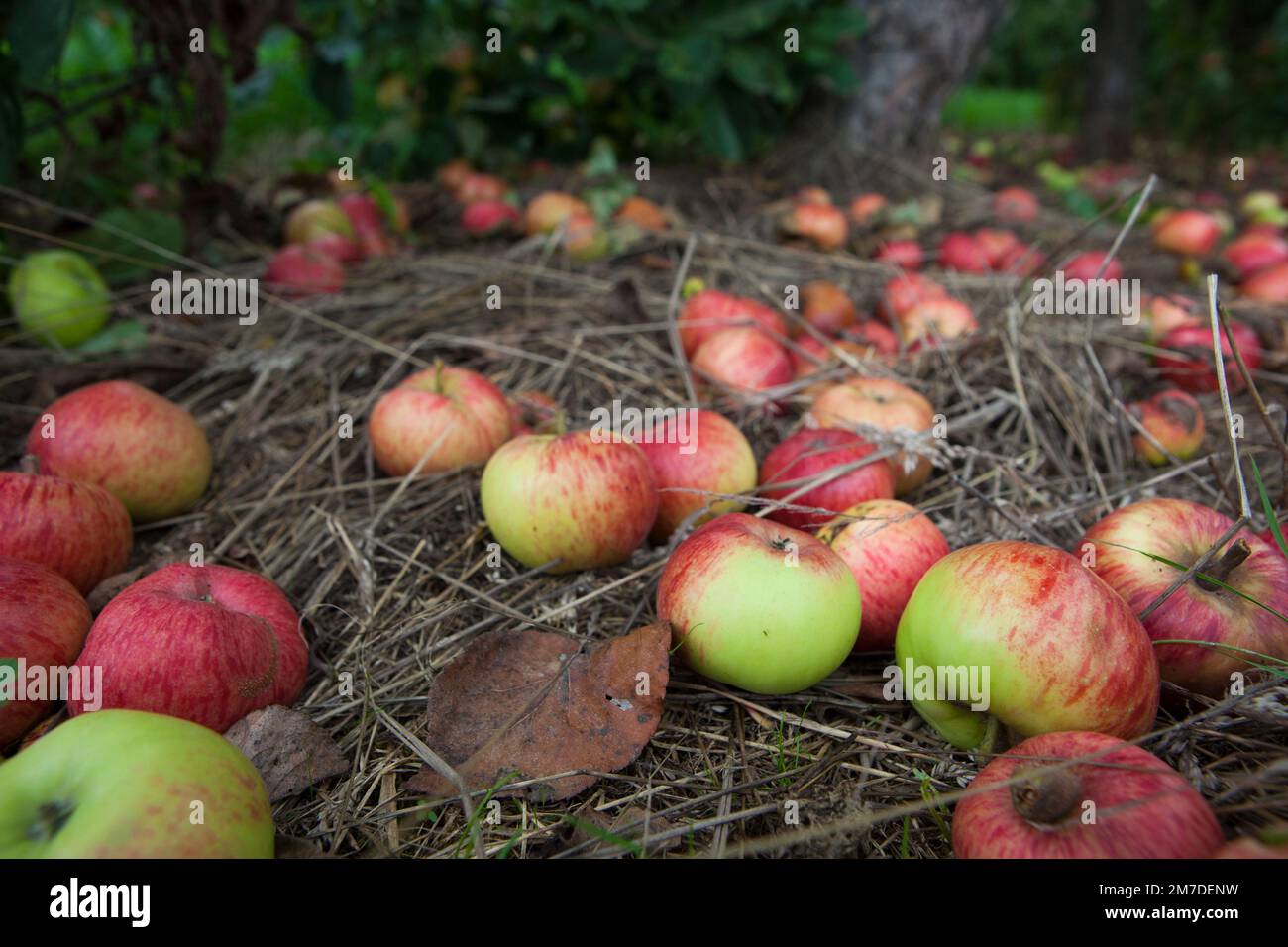 Cider apples on the trees and in an orchard in Herefordshire UK, laden ...