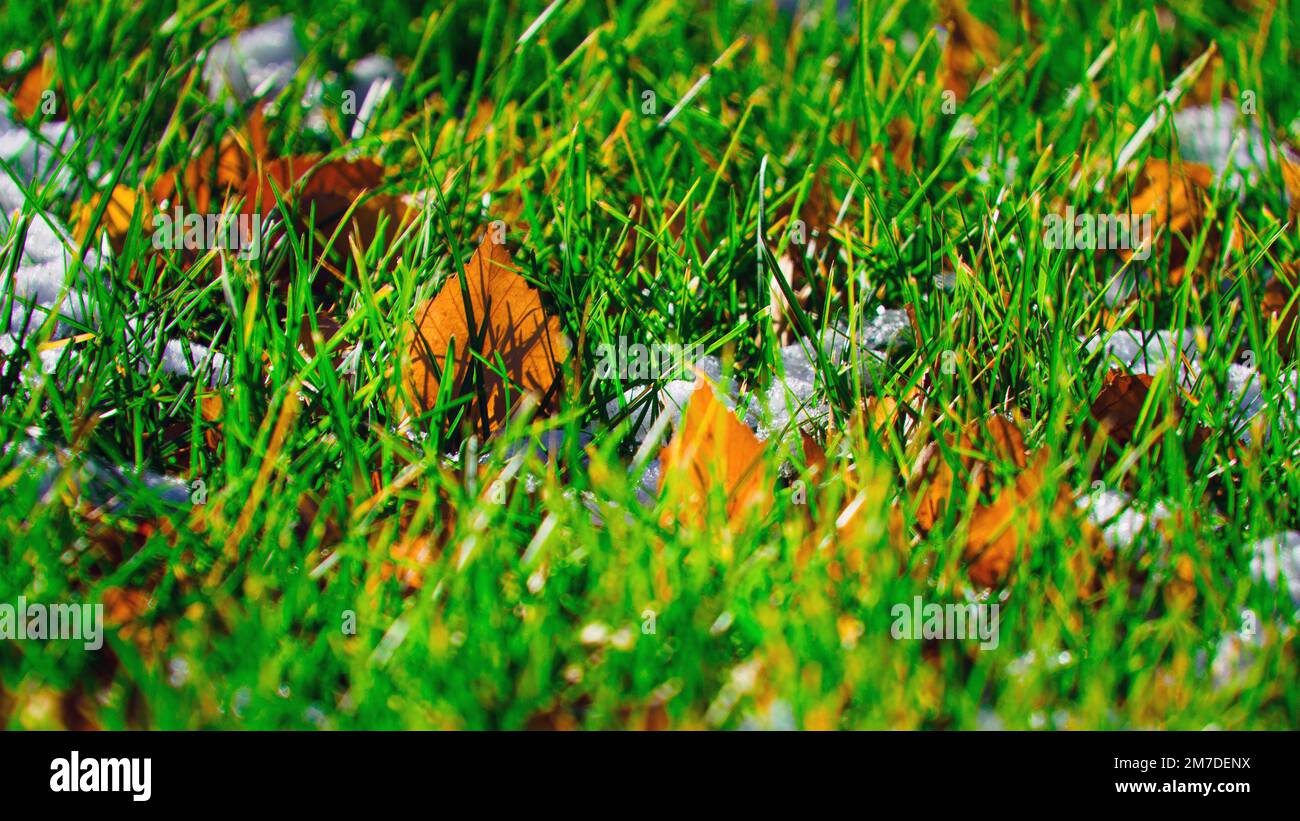 Yellow leaves lie in green grass with snow on sunny day. Background ...