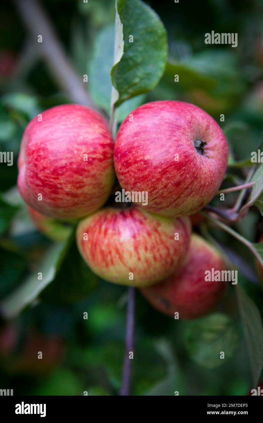 Hereford cider hi-res stock photography and images - Alamy