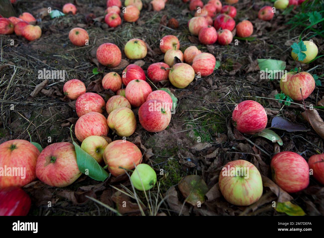 Cider Apples On The Trees And In An Orchard In Herefordshire Uk Laden