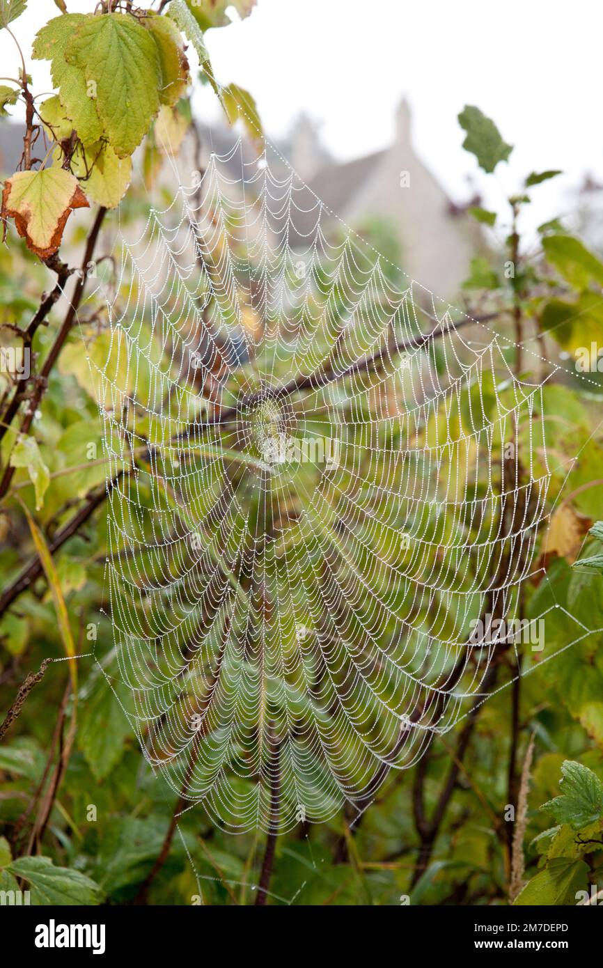 Spiders webs covered in dew drops on an allotment or garden in the ...