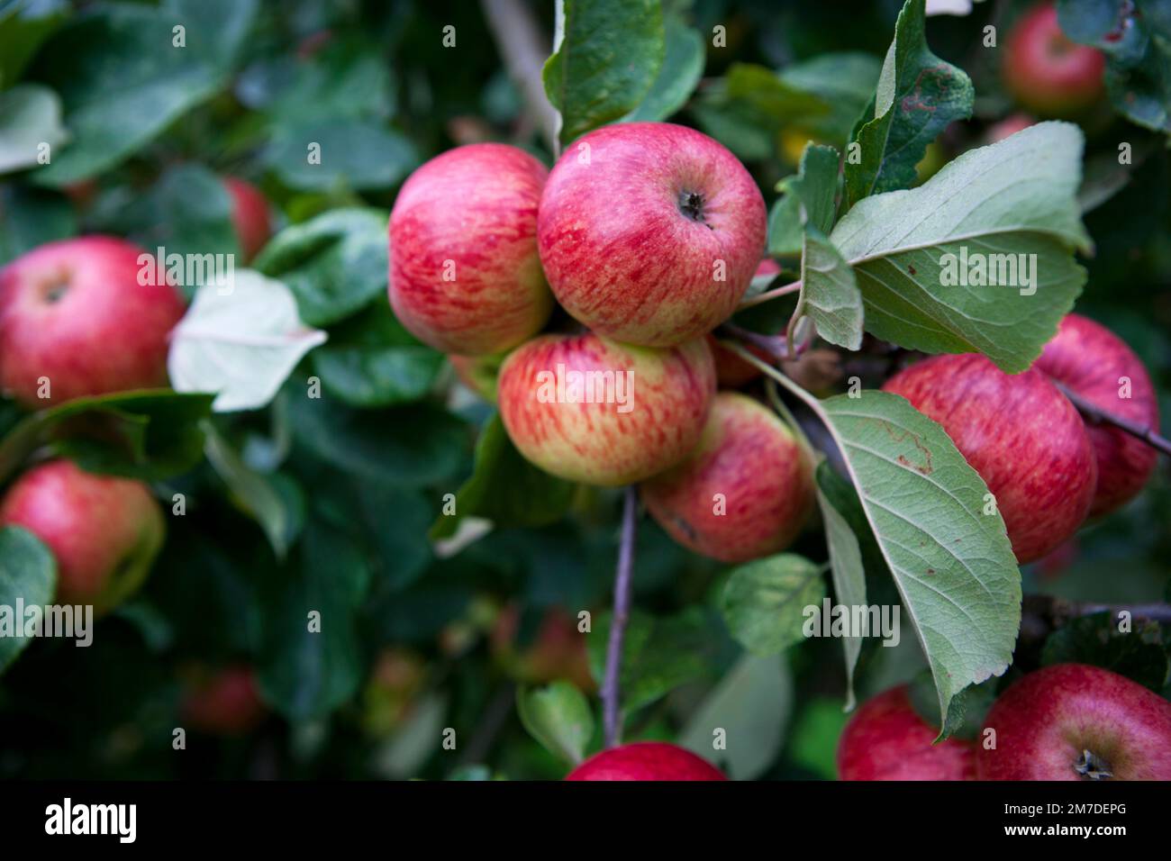 Cider apples on the trees and in an orchard in Herefordshire UK, laden ...
