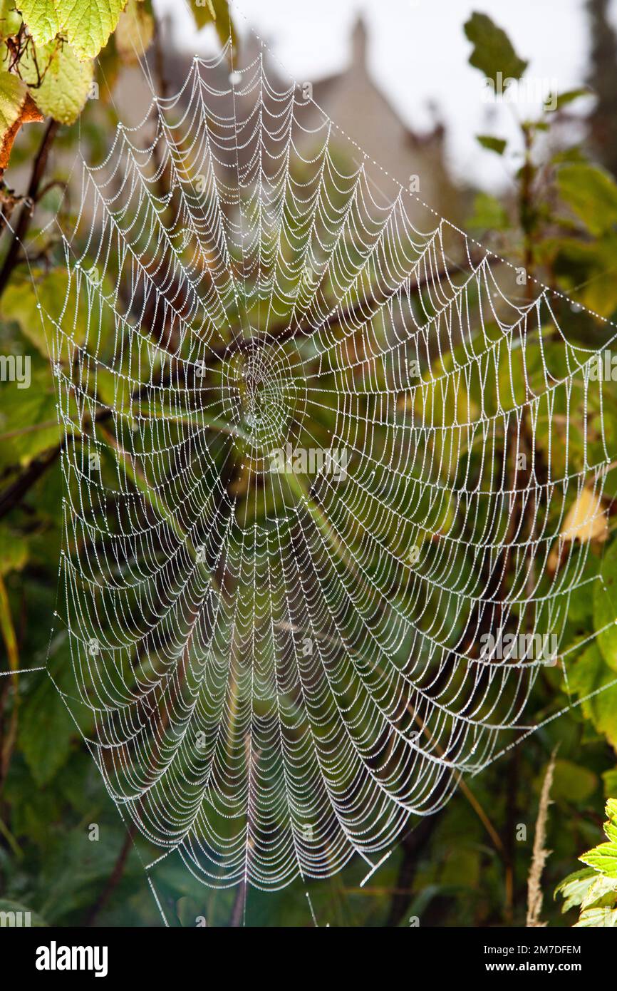 Spiders webs covered in dew drops on an allotment or garden in the ...