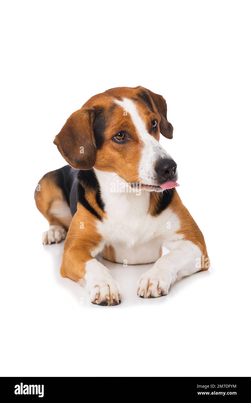Cross breed dog isolated on white background Stock Photo - Alamy