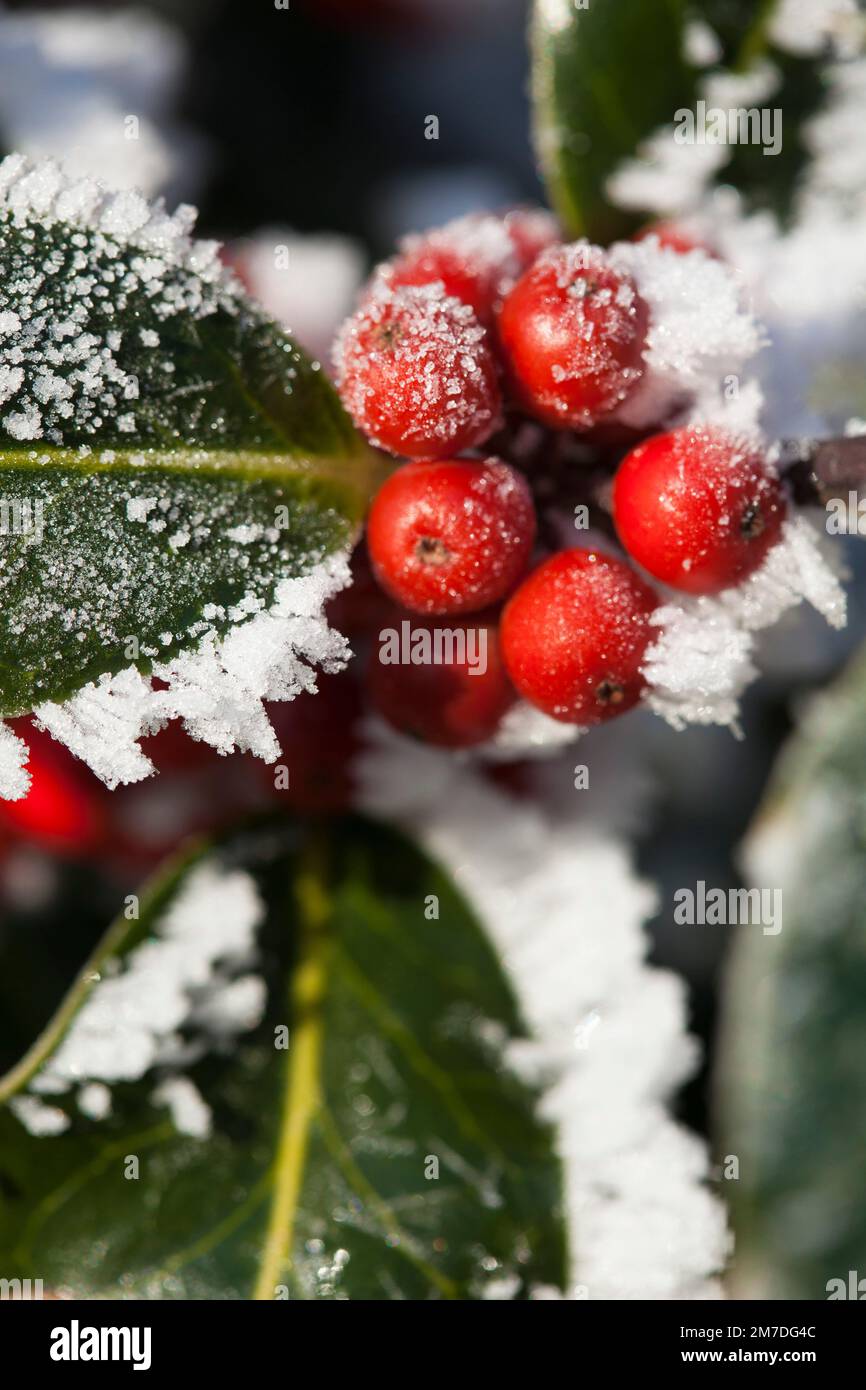 A holly bush with red berries covered in a sharp hoar or rime frost ...