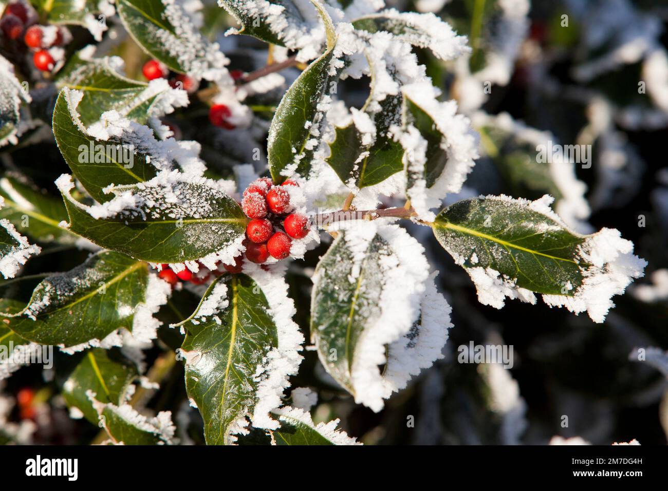 A holly bush with red berries covered in a sharp hoar or rime frost ...