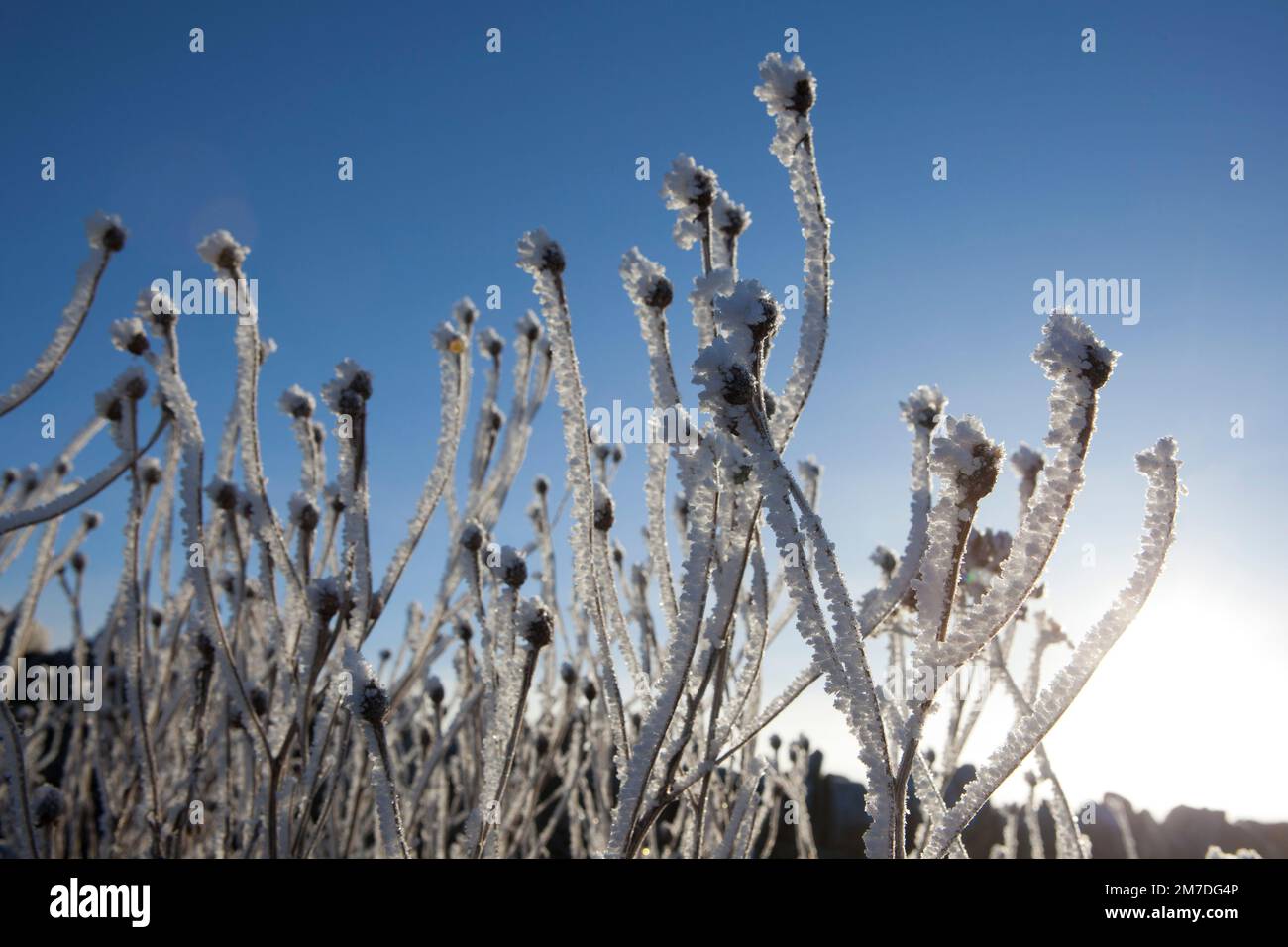 Dead walk hi-res stock photography and images - Alamy