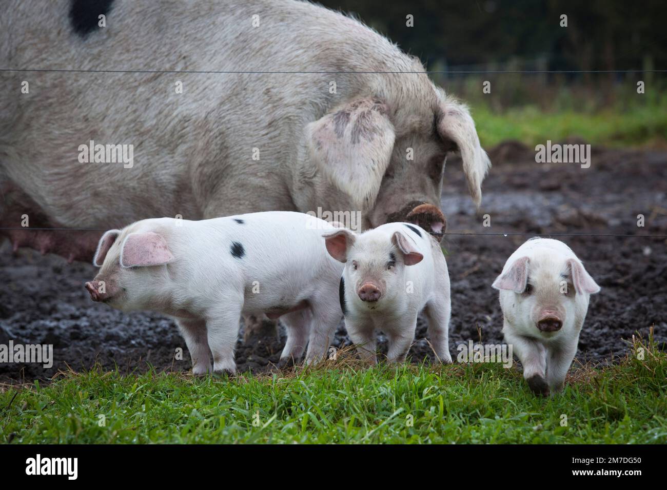 Gloucester old spot pigs on a farm in the UK Stock Photo - Alamy