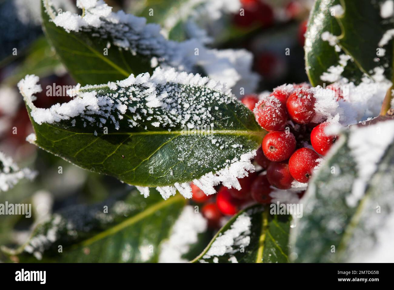 Holly bush covered in red berries hi-res stock photography and images ...