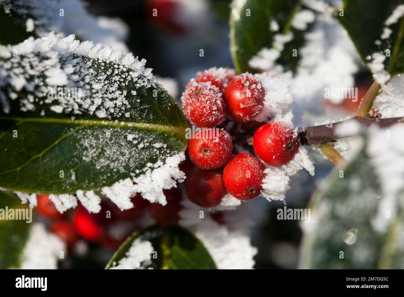 A holly bush with red berries covered in a sharp hoar or rime frost ...