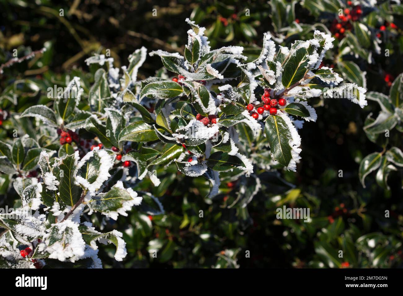 A holly bush with red berries covered in a sharp hoar or rime frost ...