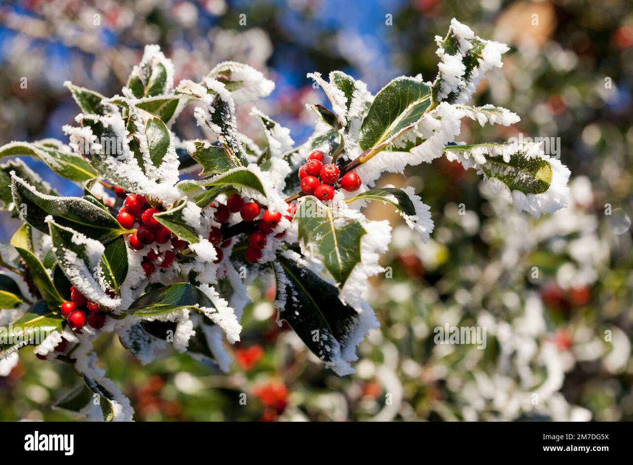 A holly bush with red berries covered in a sharp hoar or rime frost ...