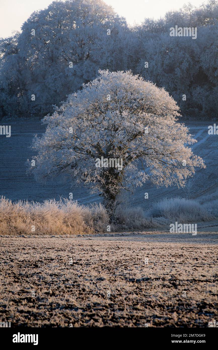 A hard frost covers the british countryside in the cotswolds turning ...
