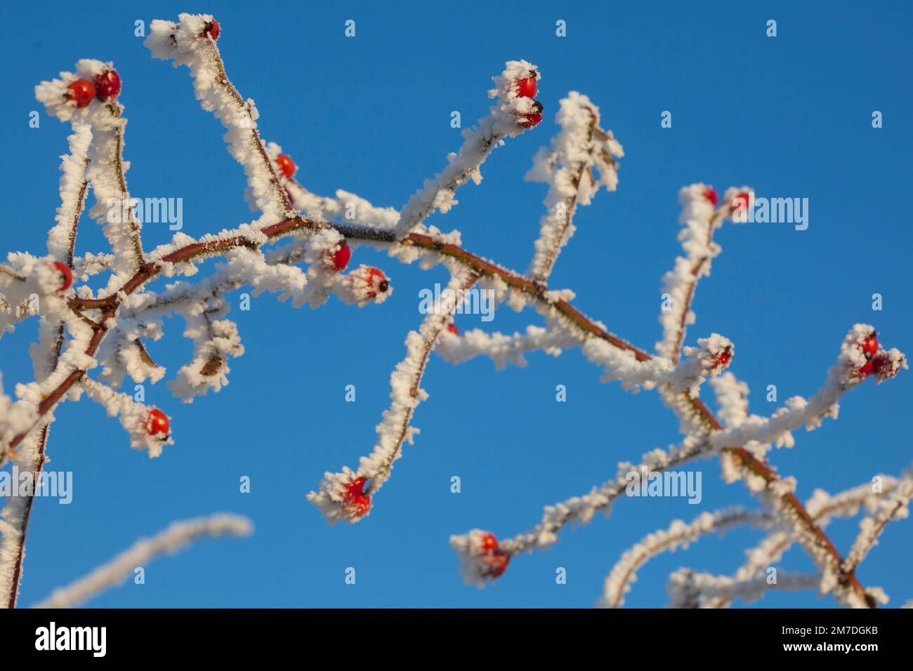 Bright red rosehip berries in the british countryside covered in a hard ...