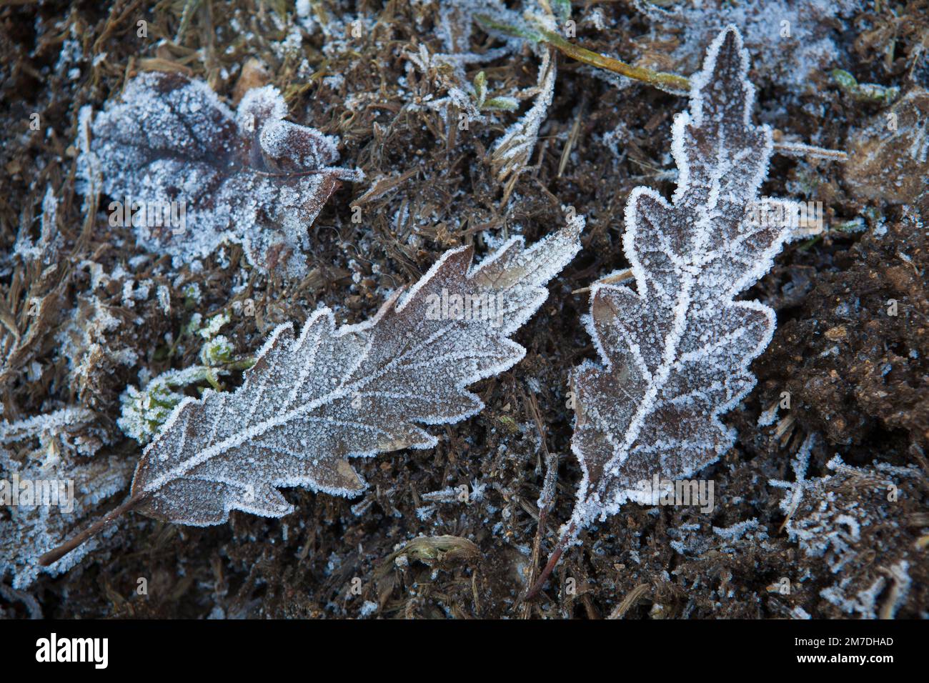 Frost edged leaves lying on the ground during the winter Stock Photo ...