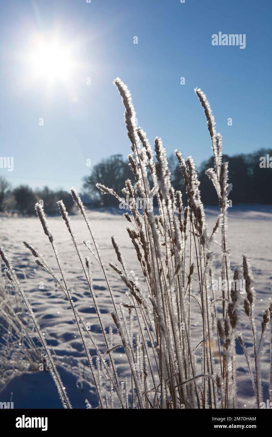 A hard frost covers the countryside on christmas day. Covering a fall ...