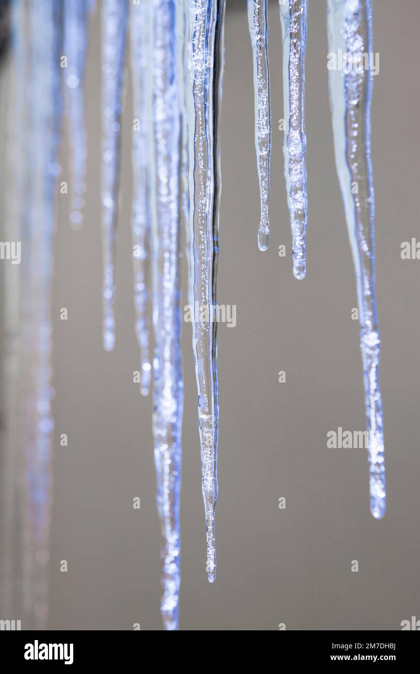 Large icicles hanging from a house, glisten in the winter sunlight like ...